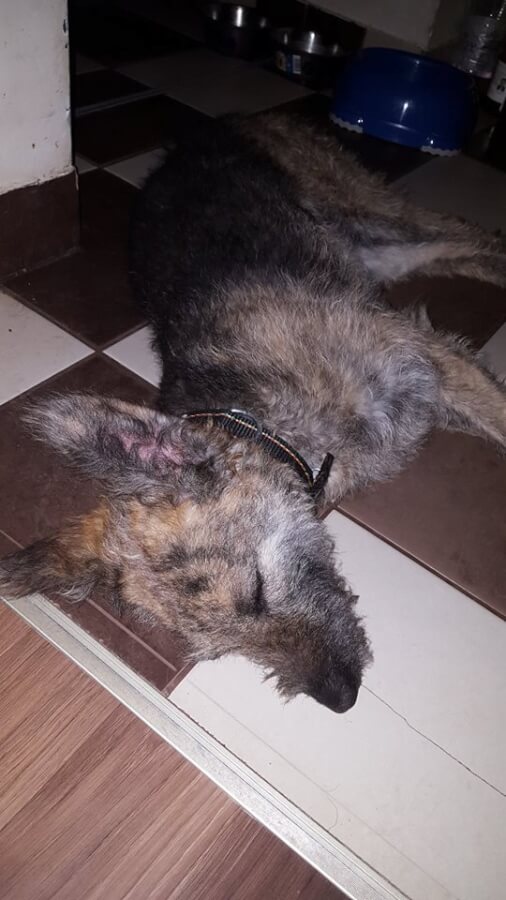 Édes kis Luna karácsony előtt gazdisodott! – Ebárvaház