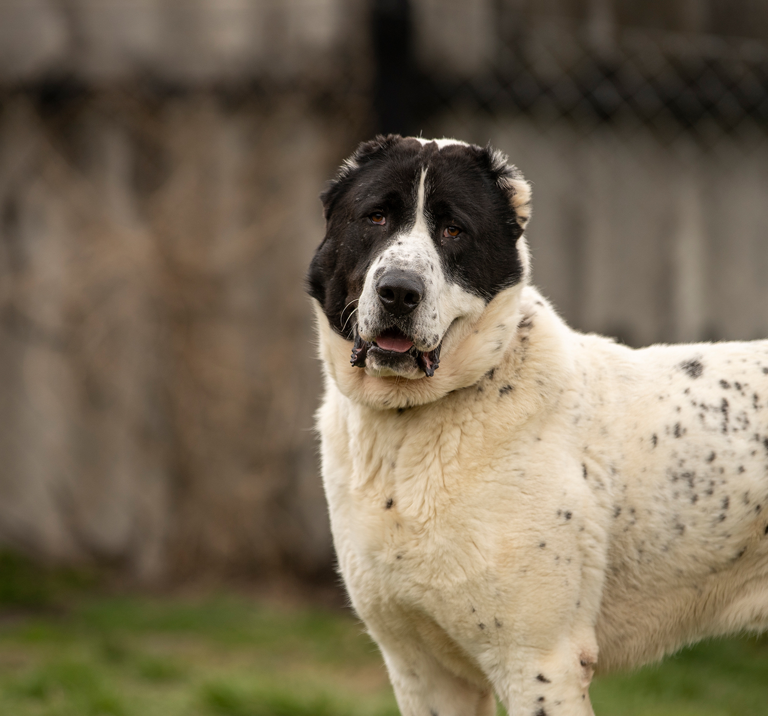 Agyar – Ebárvaház